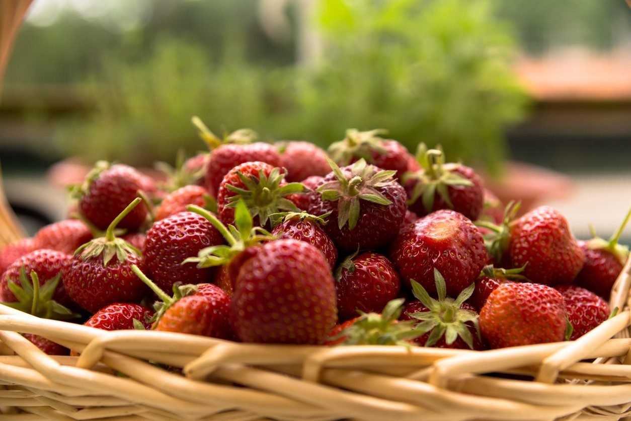 Beaulieu-sur-Dordogne (19) célèbre la fraise le 11 mai 2025 - Camping ...
