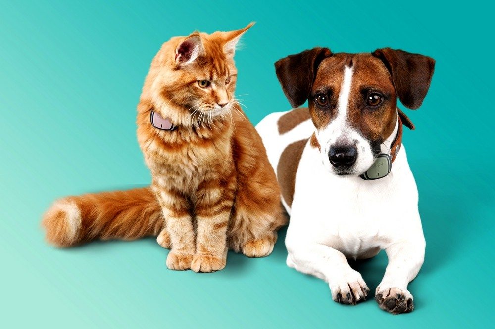 Kippy Evo et Cat, pour suivre vos animaux même en camping-car - Camping ...